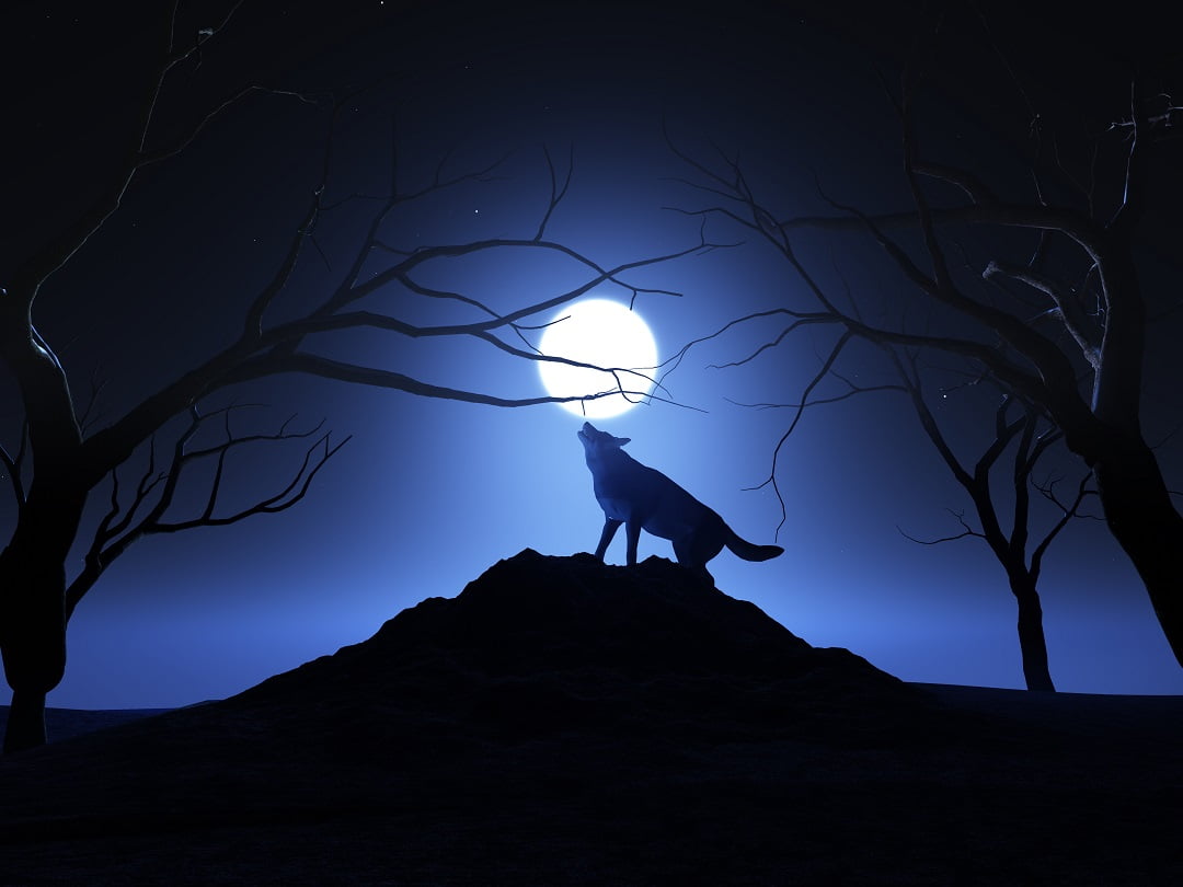 Tips for Hunting in Different Terrains and Environments - The Shooting ...