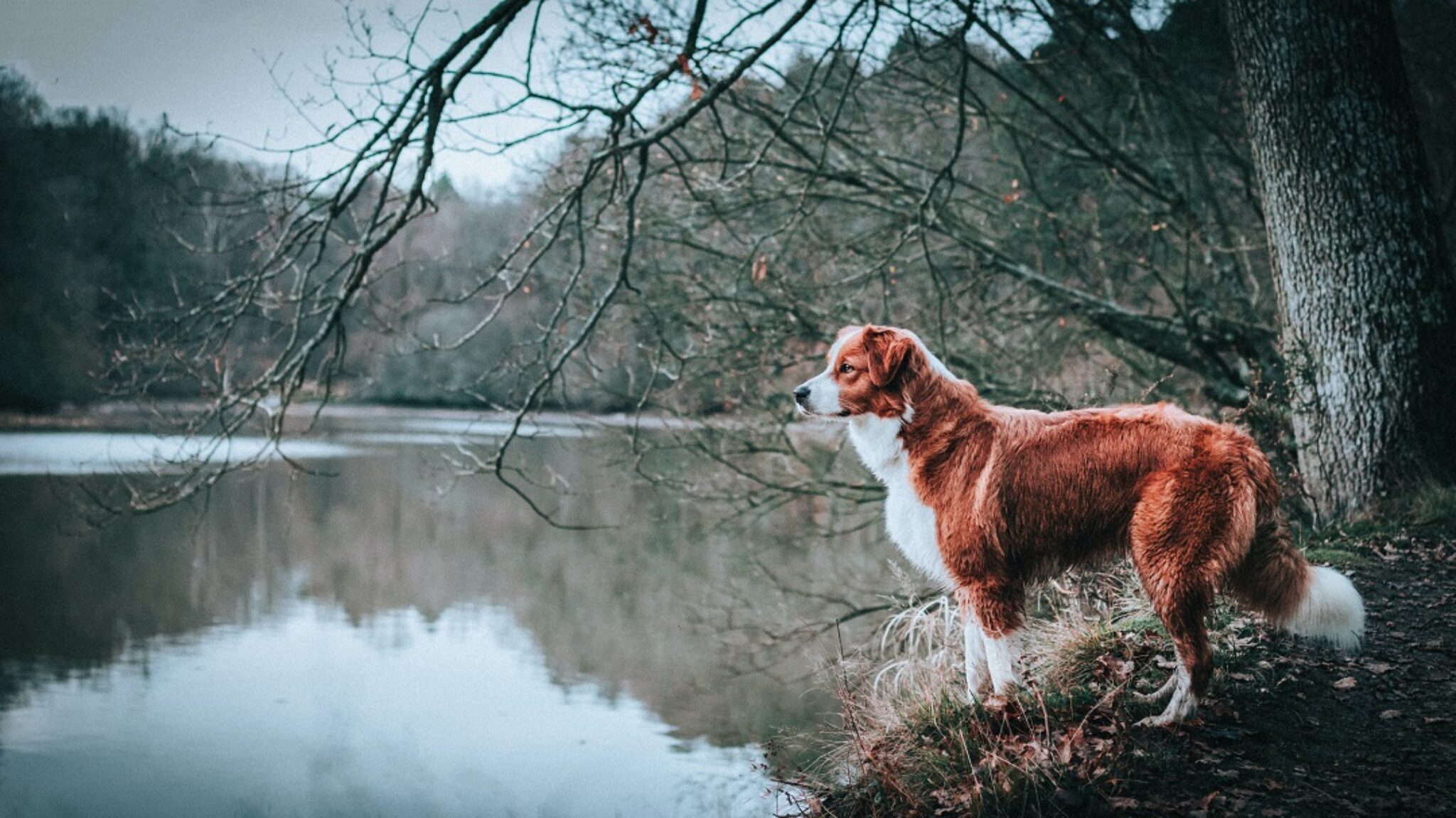 Choosing the Right Deer Hunting Dog Breeds: A Comprehensive Guide - The ...