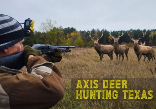 Axis Deer vs. Whitetail: A Comparison of Two Iconic Deer Species - The ...
