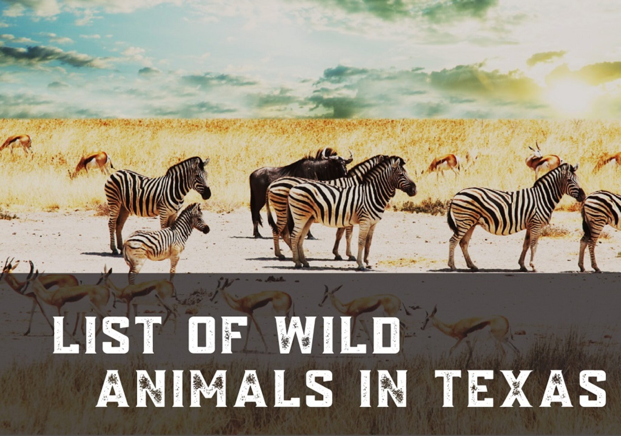 List of Wild Animals in Texas : A comprehensive guide - The Shooting Gears