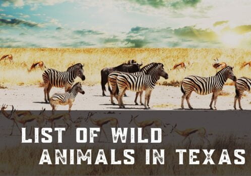 List of Wild Animals in Texas : A comprehensive guide - The Shooting Gears