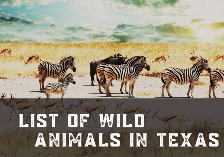 List of Wild Animals in Texas : A comprehensive guide - The Shooting Gears
