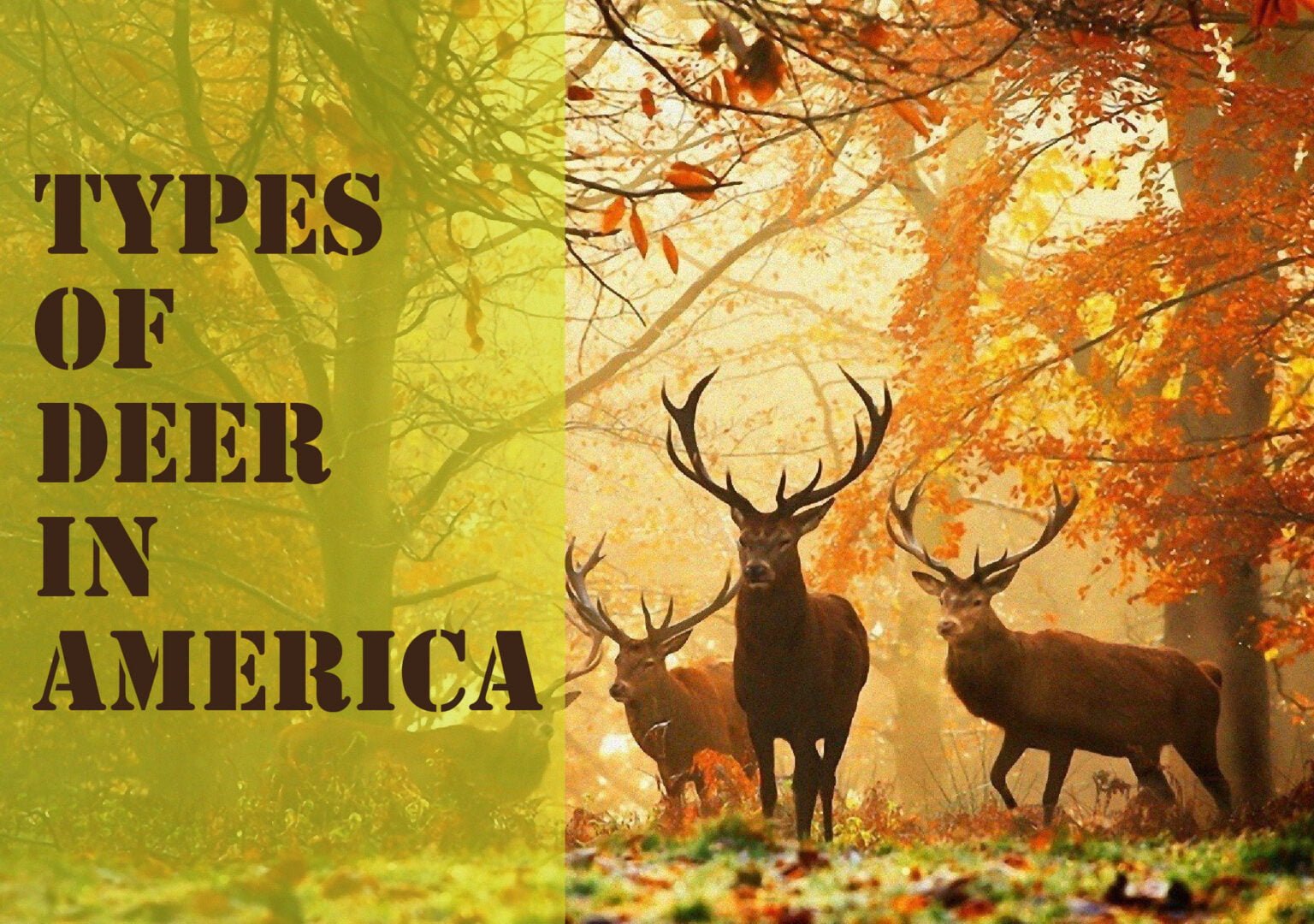 Types of Deer in America: A Comprehensive Guide to North American ...