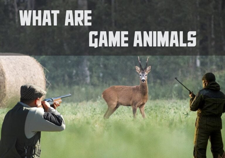 What Are Game Animals: A Comprehensive Guide to Understanding Game ...