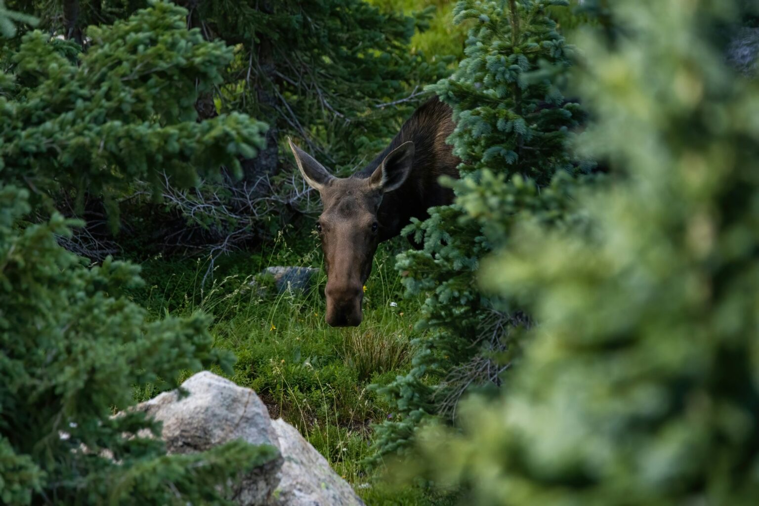 How to Choose the Right Rifle Caliber for Moose, Elk, and Bear - The ...